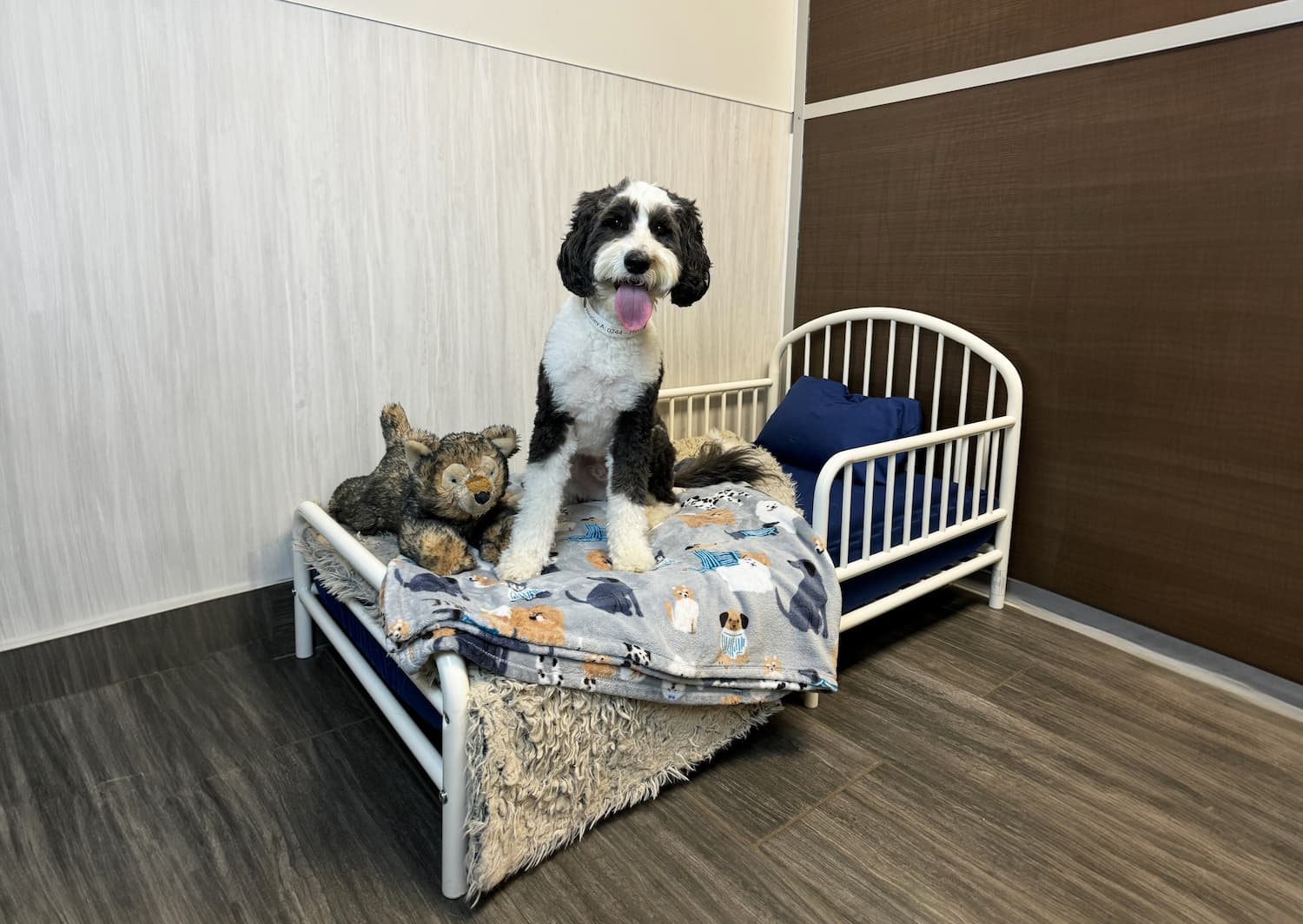 Dog Boarding & Dog Lodging Services - BARK U
