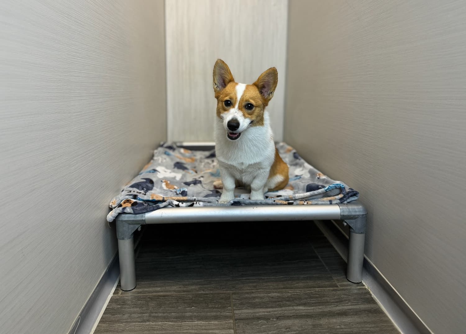 Dog Boarding & Dog Lodging Services - BARK U