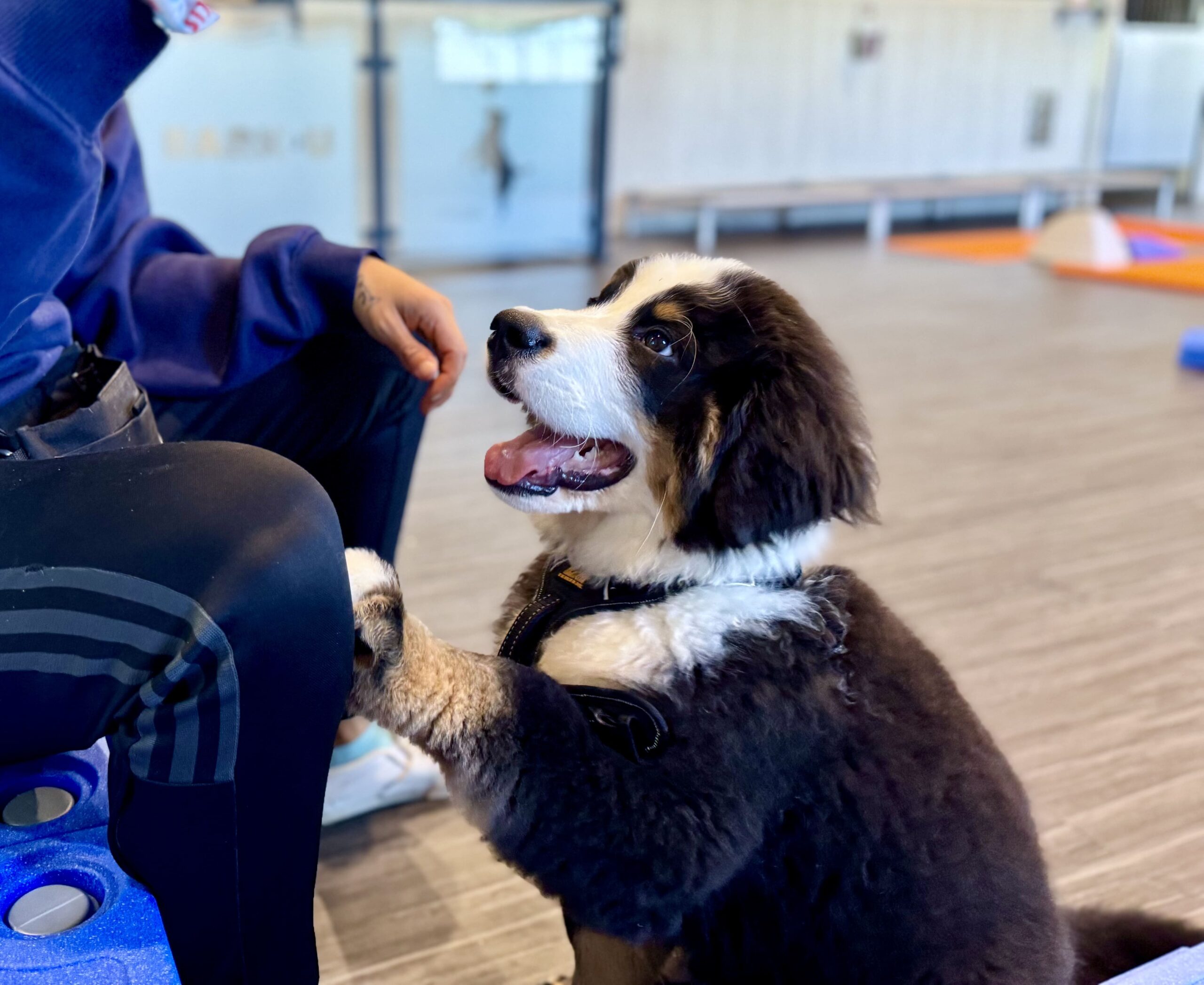 Puppy Training: Starting Your Puppy off Right! - BARK U