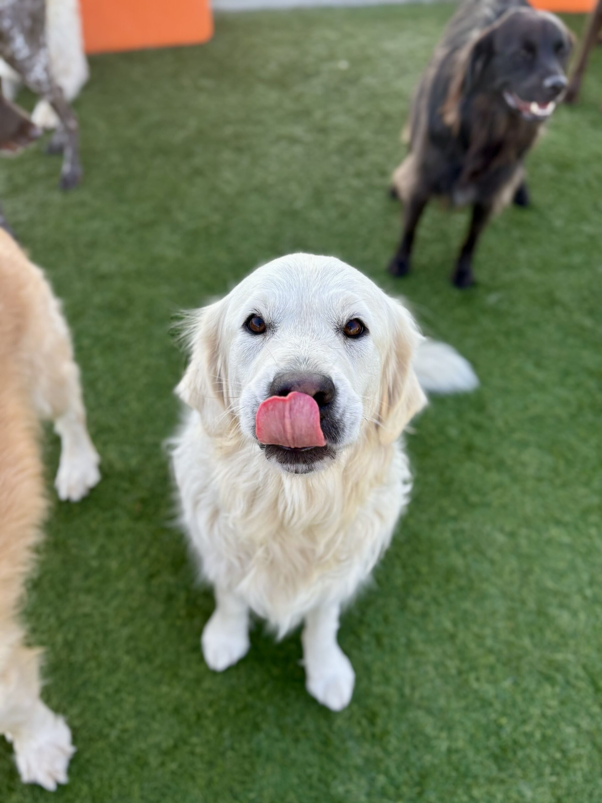 Does My Dog Need Lunch? - BARK U