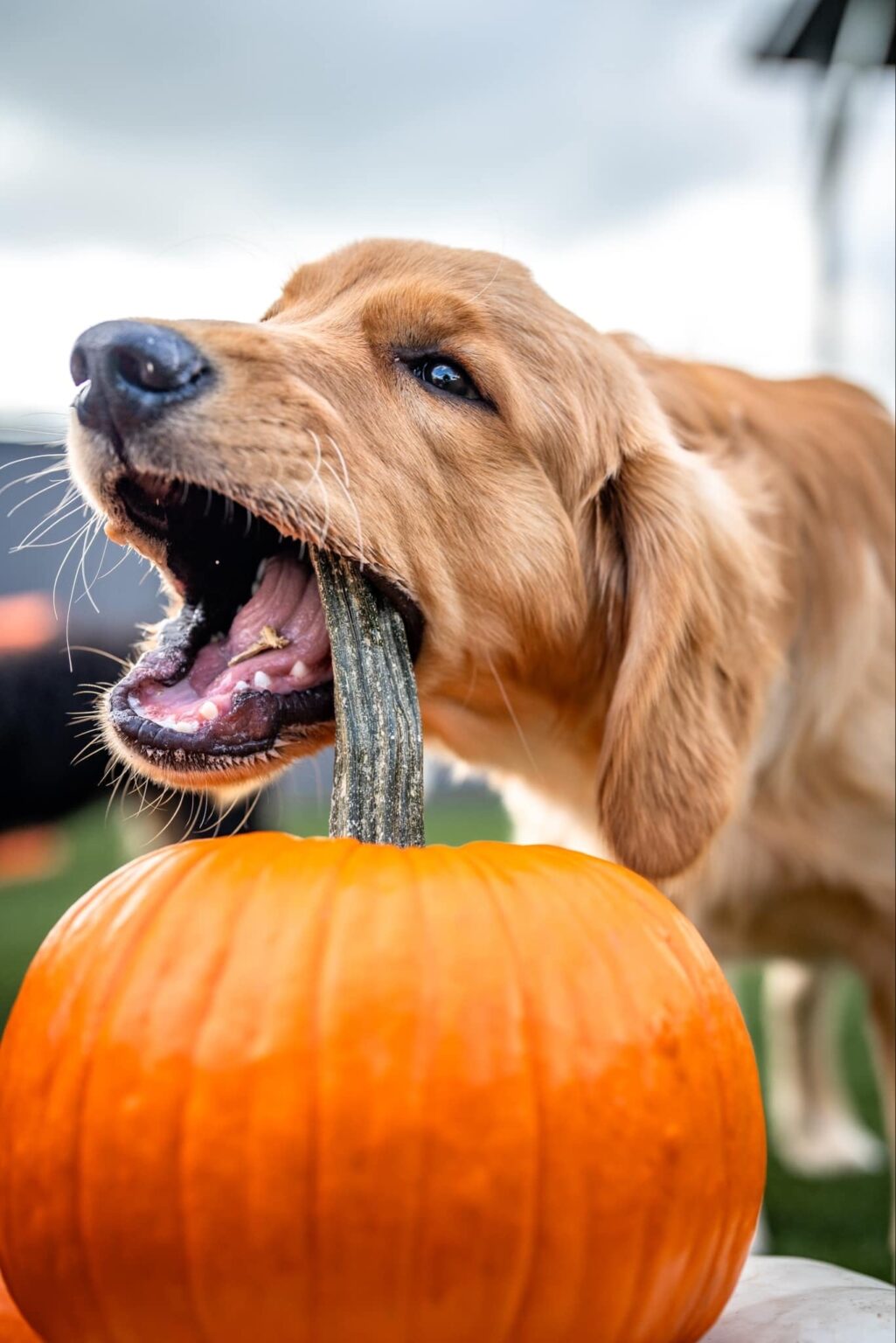 Have a Destructive Dog? Everything You Need to Know - BARK U