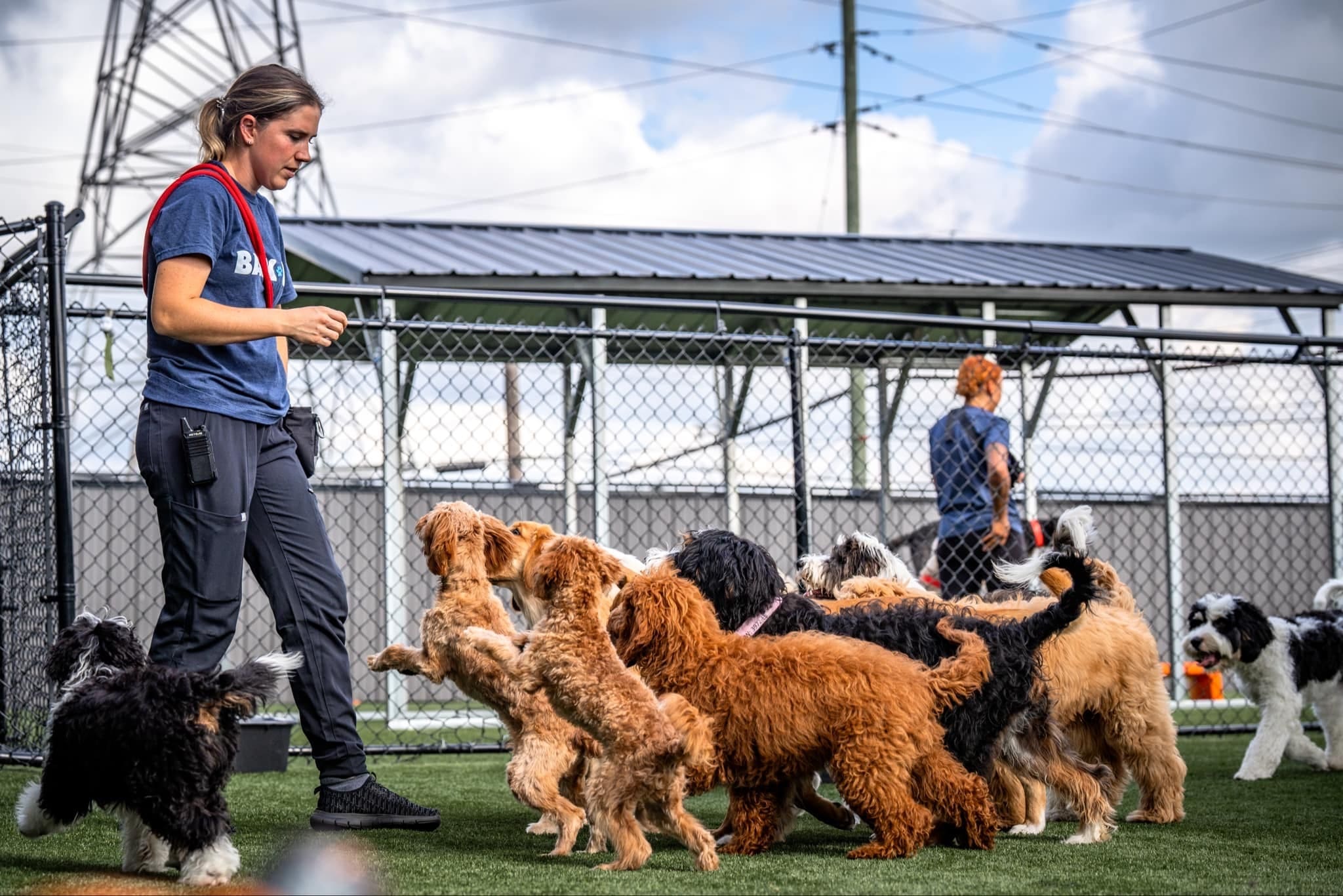 Does “Staff to Dog Ratio” Really Matter? - BARK U