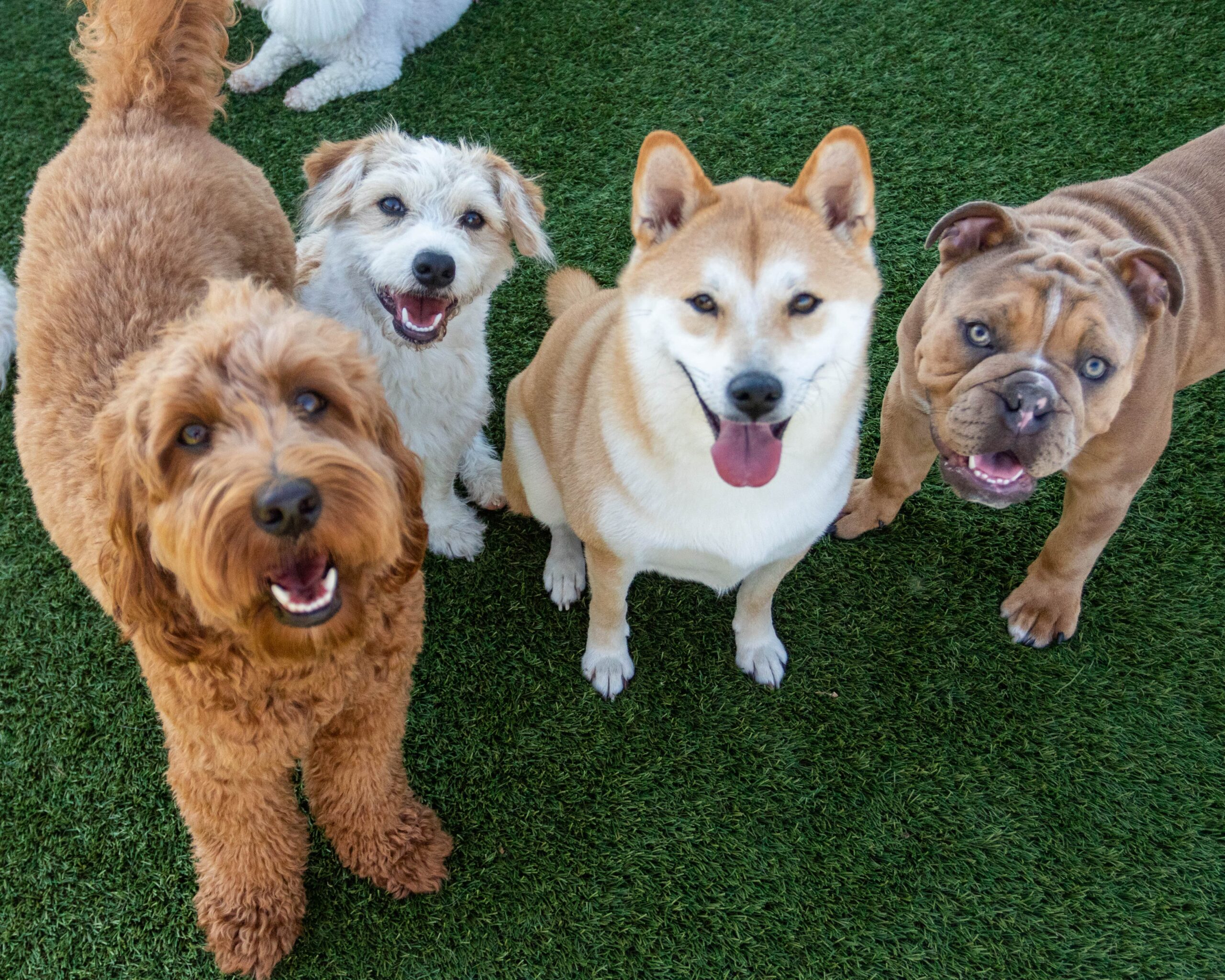 Why BARK U Is So Much More Than Just Dog Playtime - BARK U