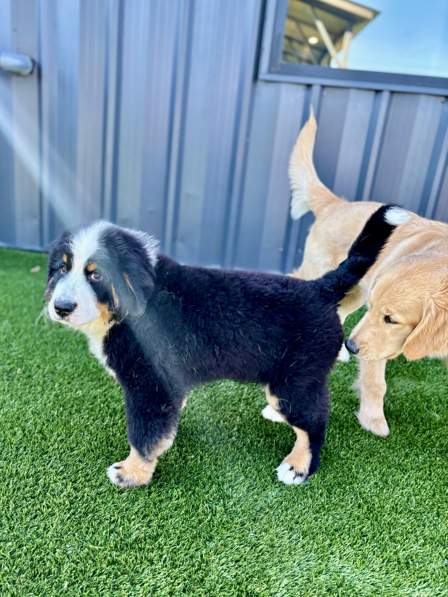 Inclusivity and Well-Being: Why Intact Dogs Thrive at BARK U - BARK U